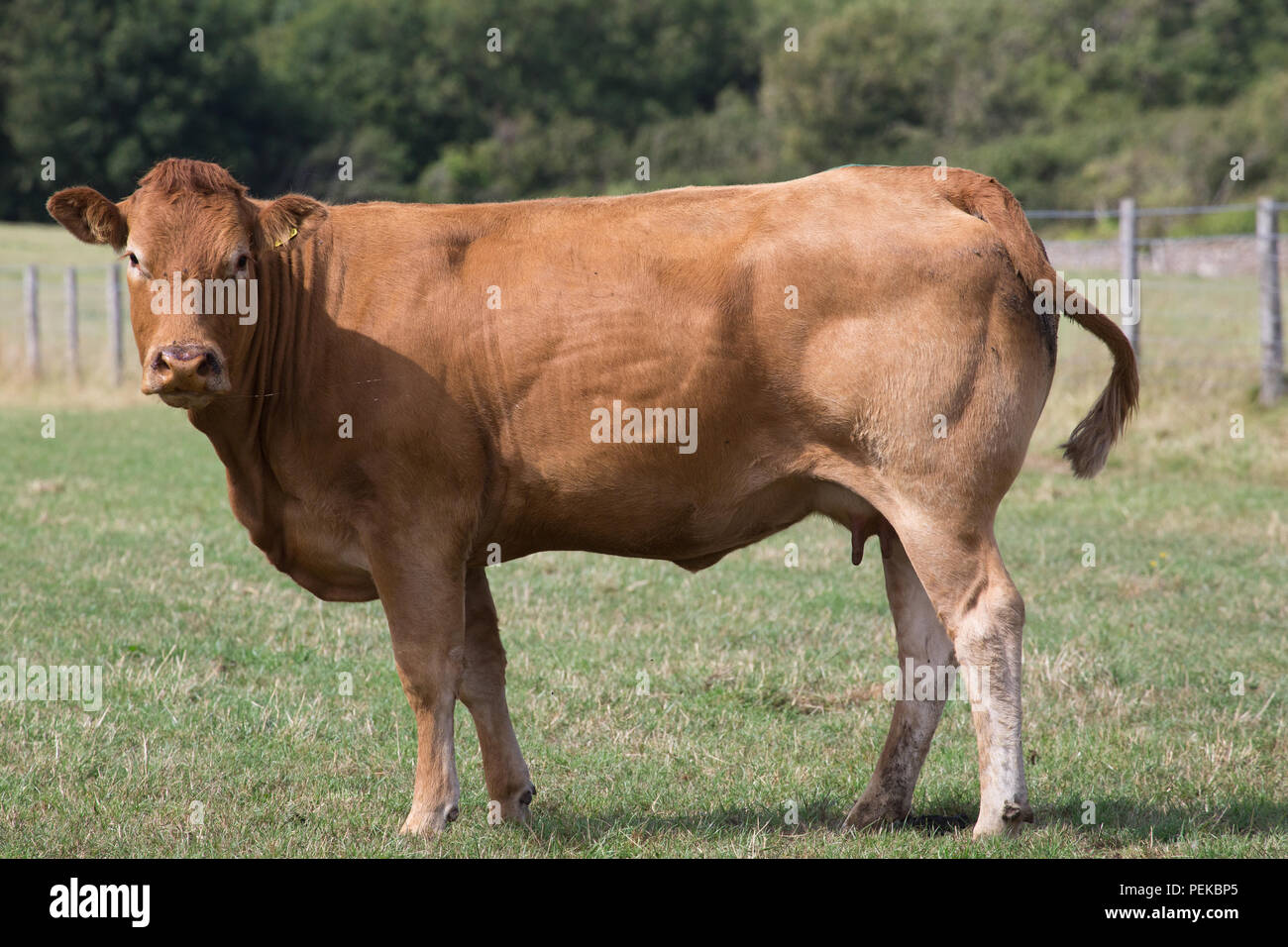 Brown Welsh Cow Stock Photo - Alamy
