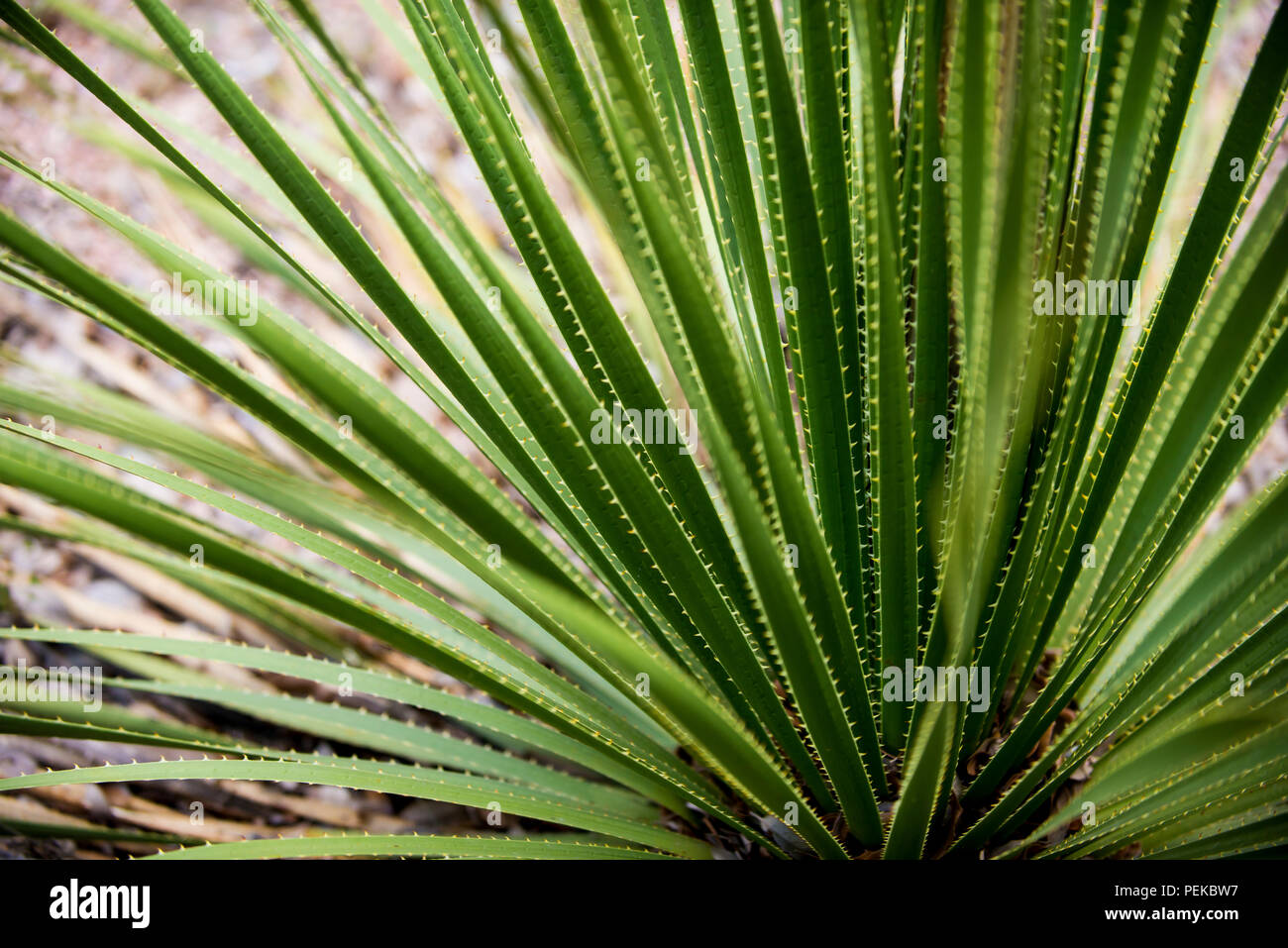 Texas native cactus hi-res stock photography and images - Alamy