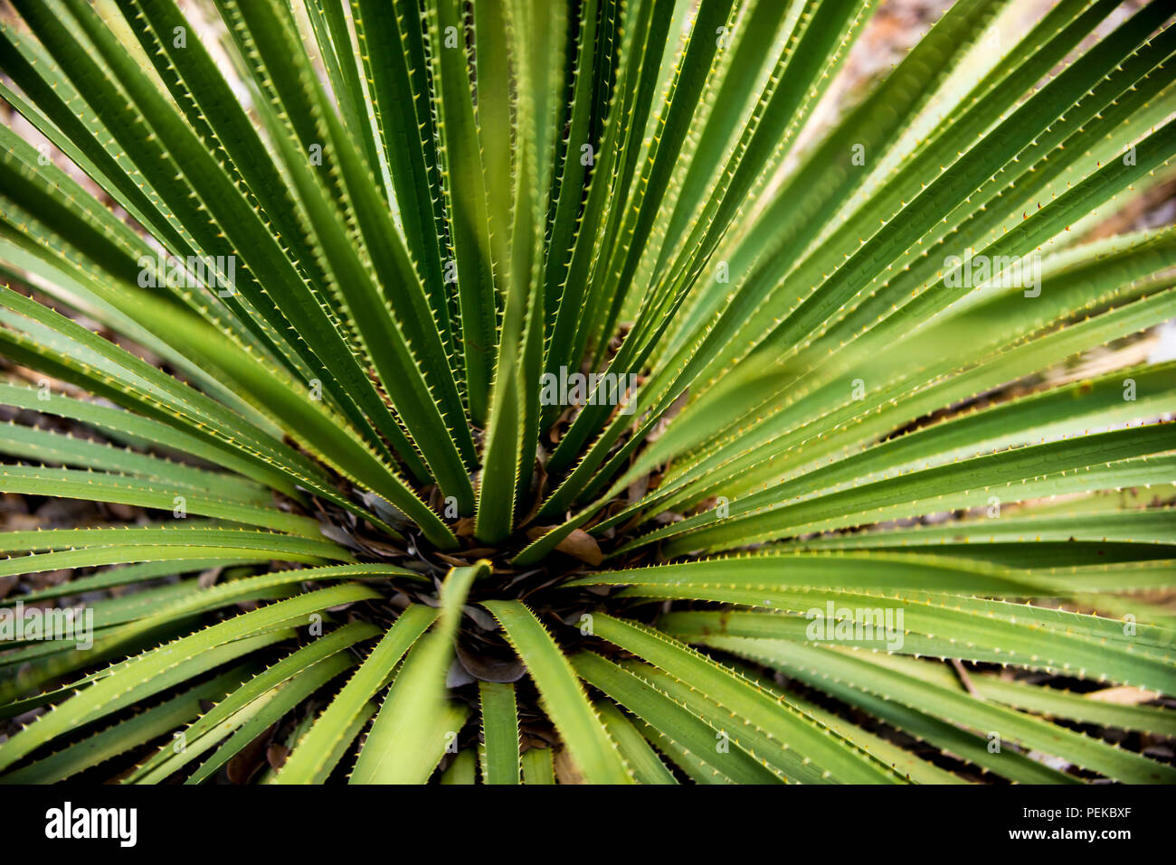 Texas native cactus hi-res stock photography and images - Alamy