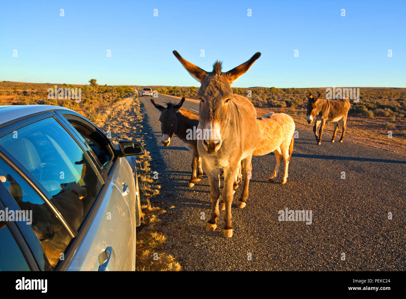 Car cars wild animals donkeys curious friendly hungry hi-res stock ...