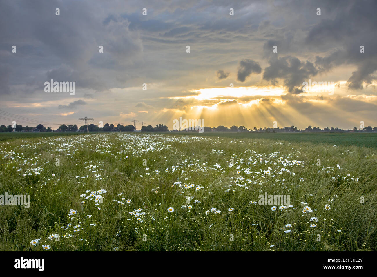 Wildflower under sunset hi-res stock photography and images - Alamy