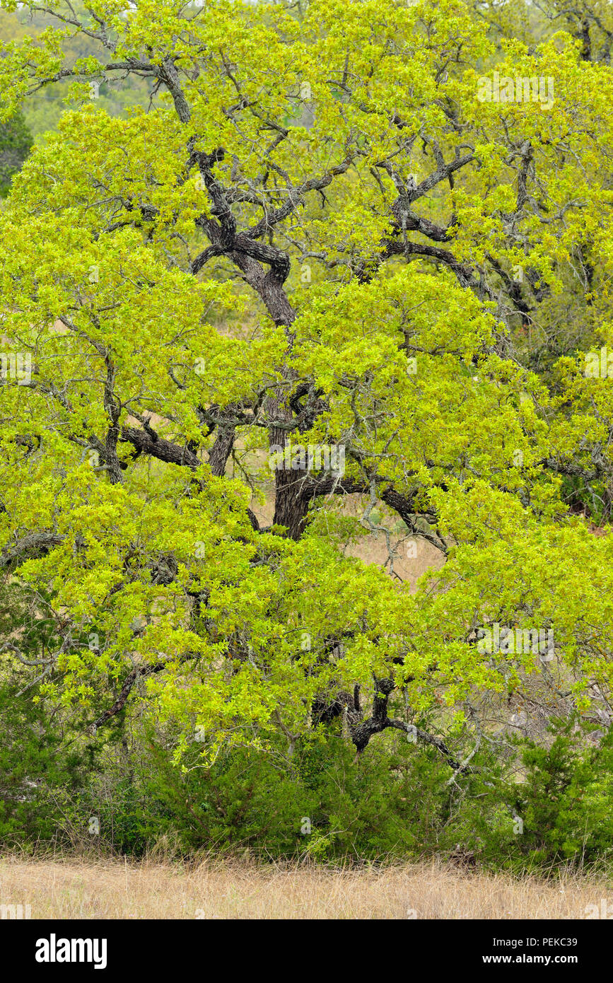 Live oak trees texas hill country hi-res stock photography and images ...