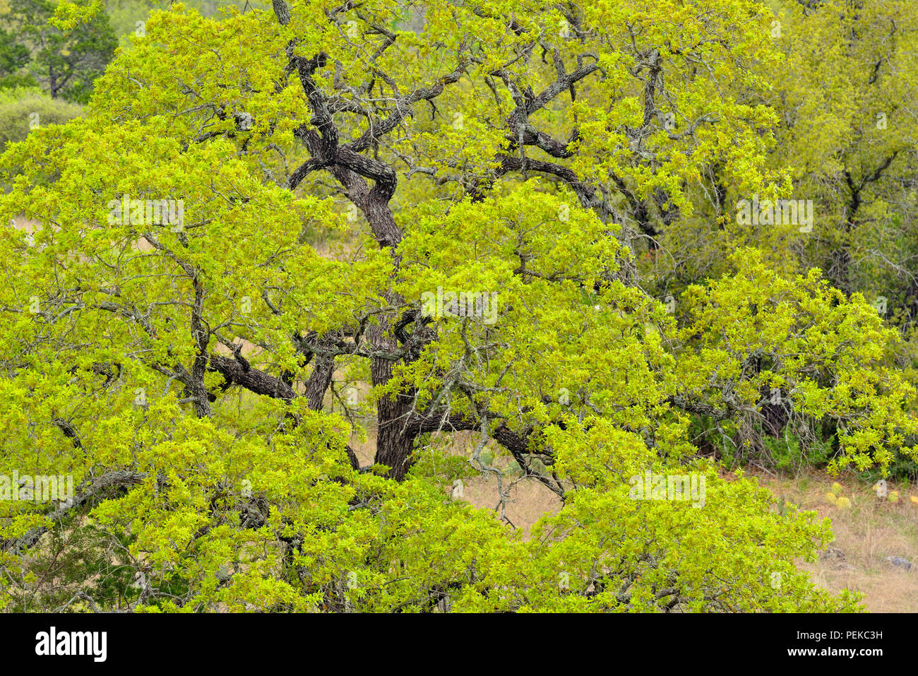 Oak trees with spring foliage hi-res stock photography and images - Alamy