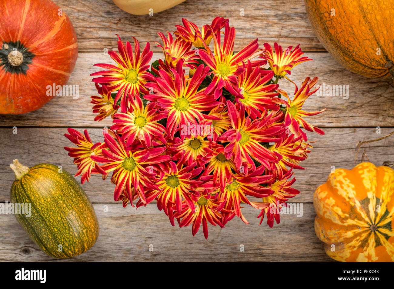 Fall Flowers And Pumpkins Wallpaper