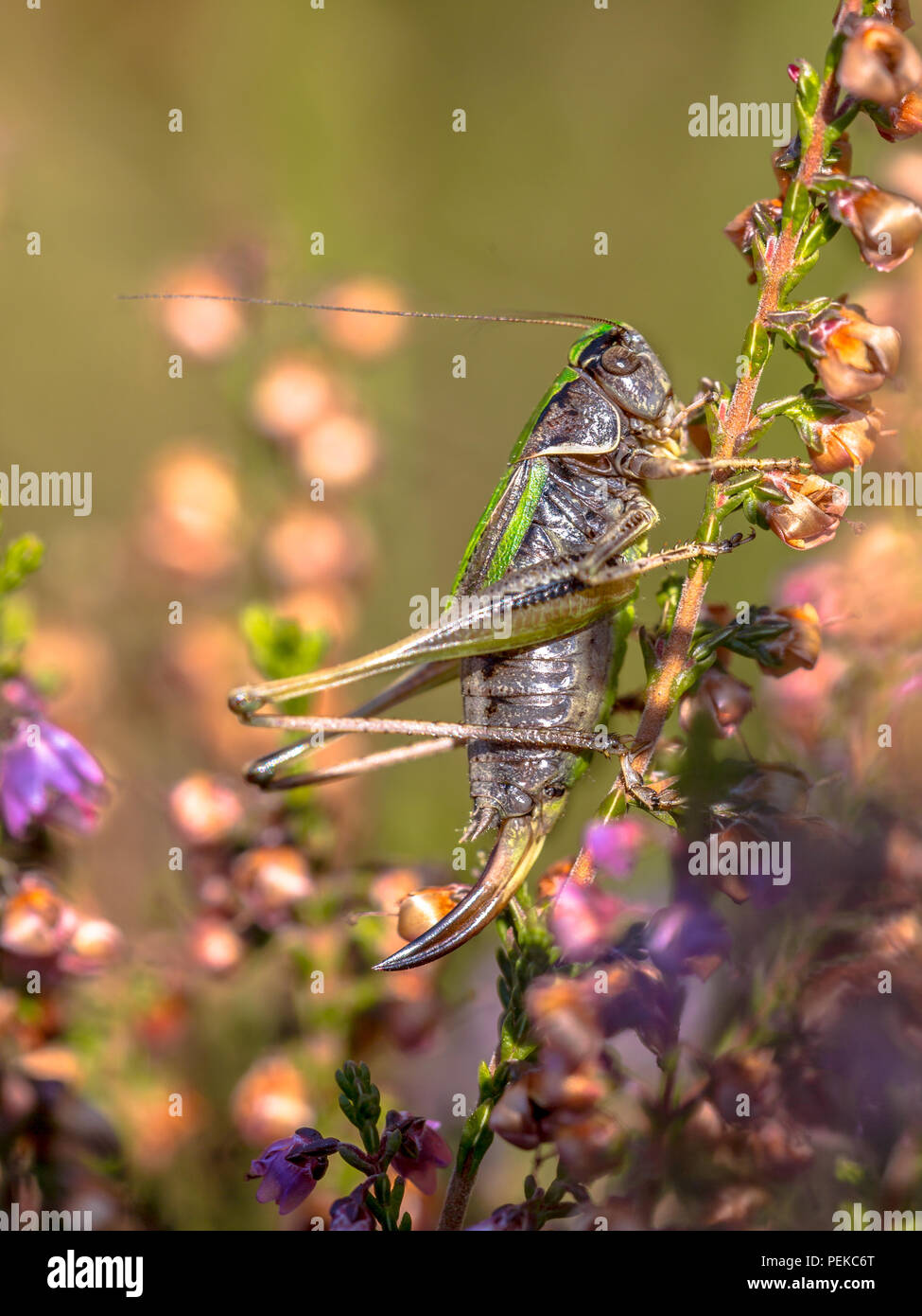 Adult Female Bog Bush-cricket (Metrioptera brachyptera) on common ...