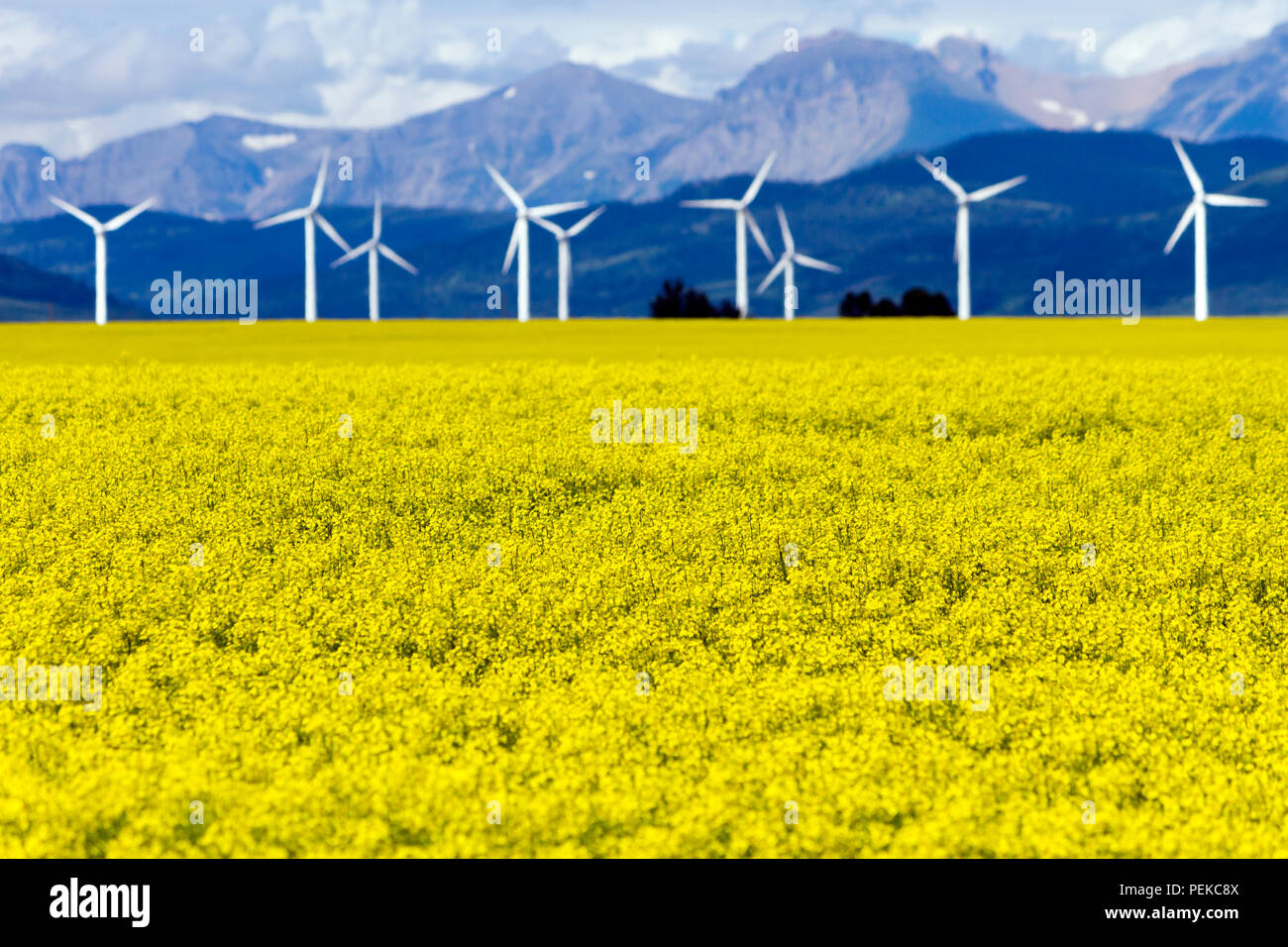 Wind turbine renewable energy power generation in canola field near ...