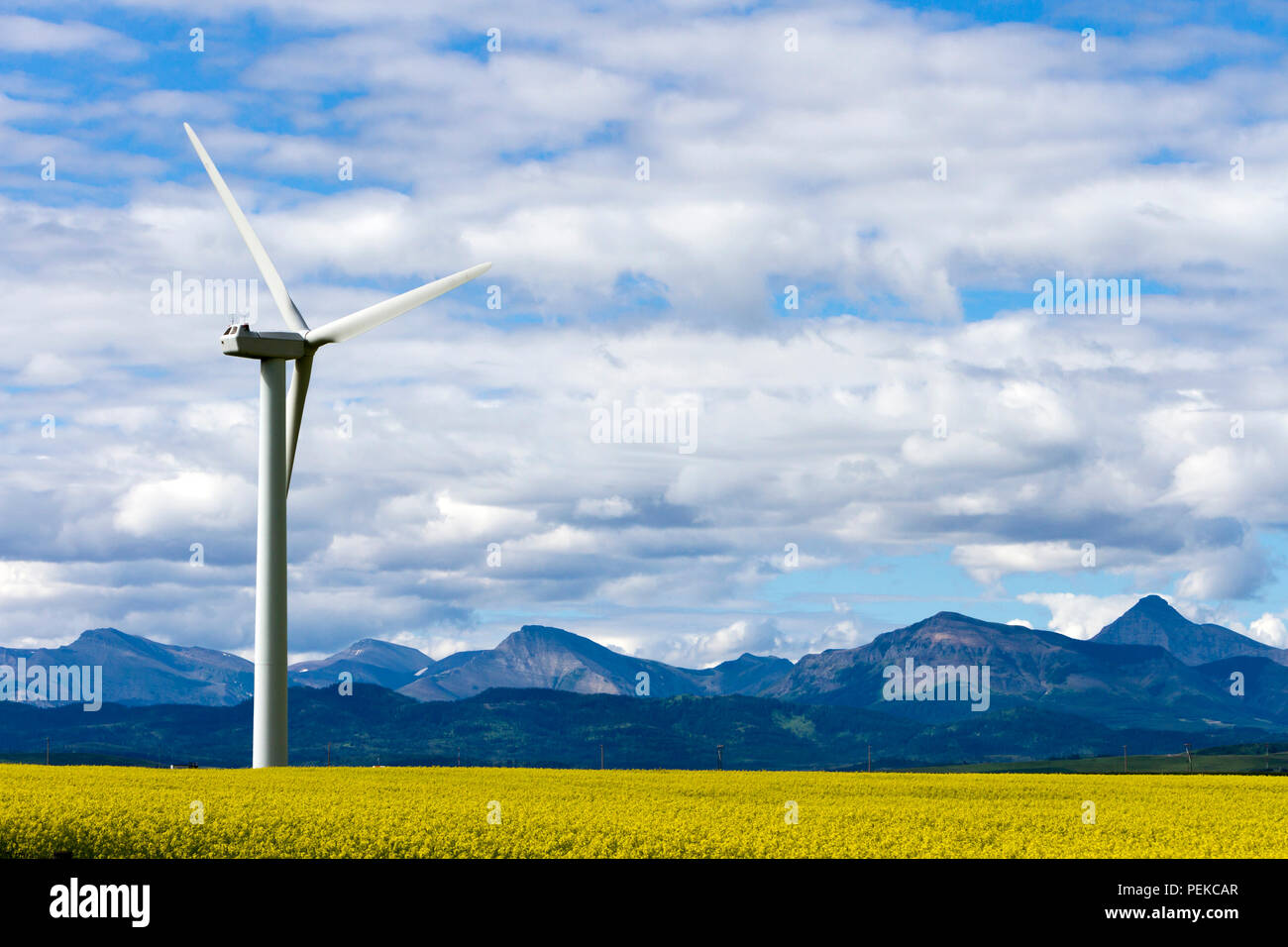 Wind turbine renewable energy power generation in canola field near ...
