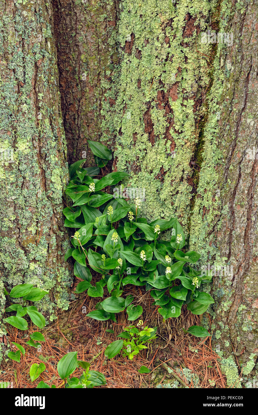 Canada mayflower maianthemum canadense hi-res stock photography and ...