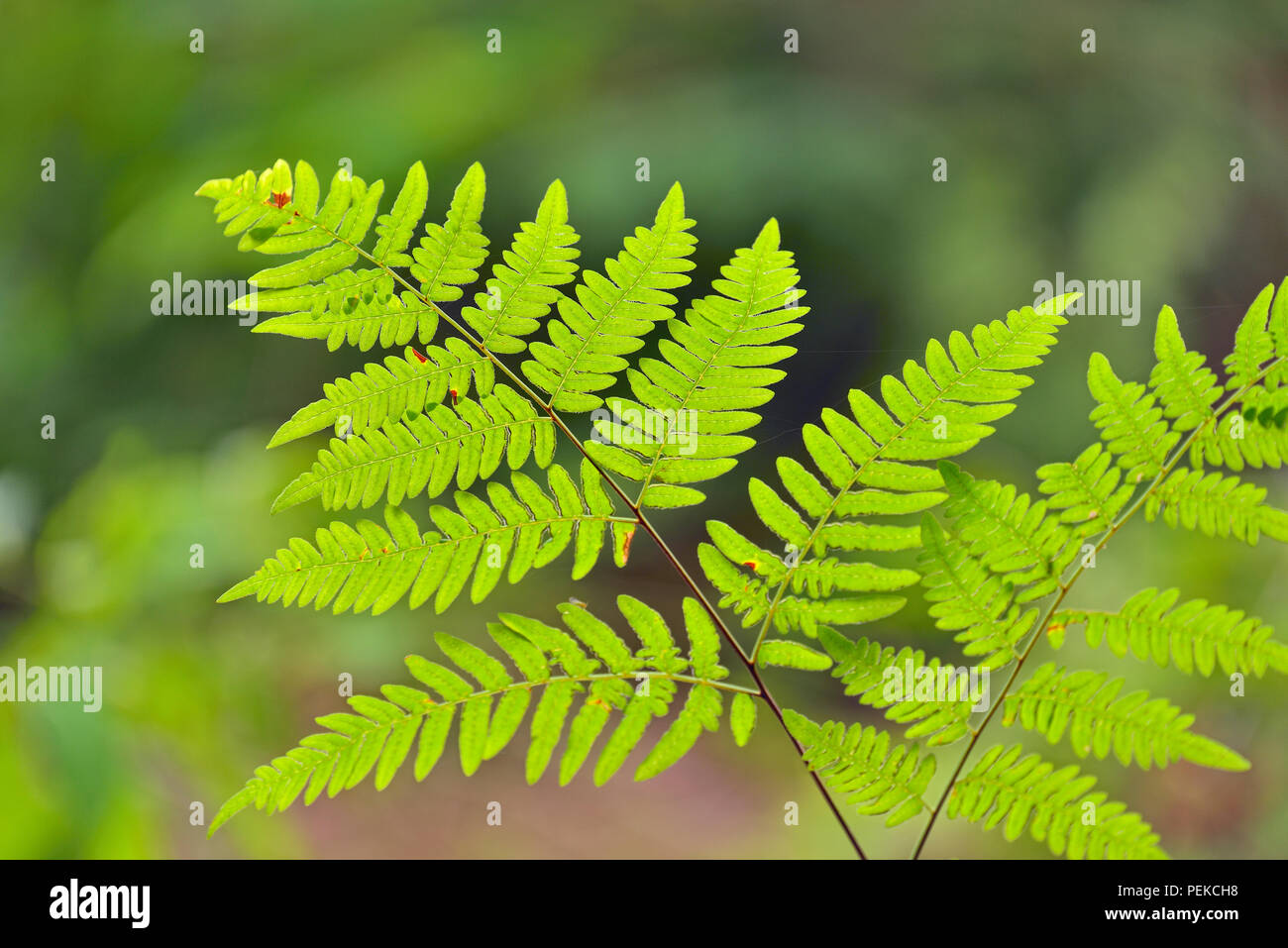 Pteridium Aquilinum Bracken Fern