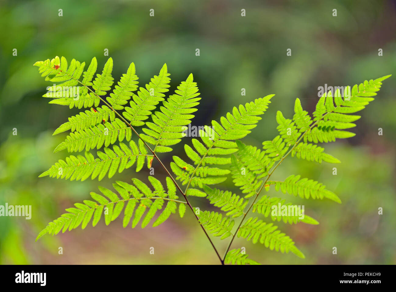 Pteridium Aquilinum