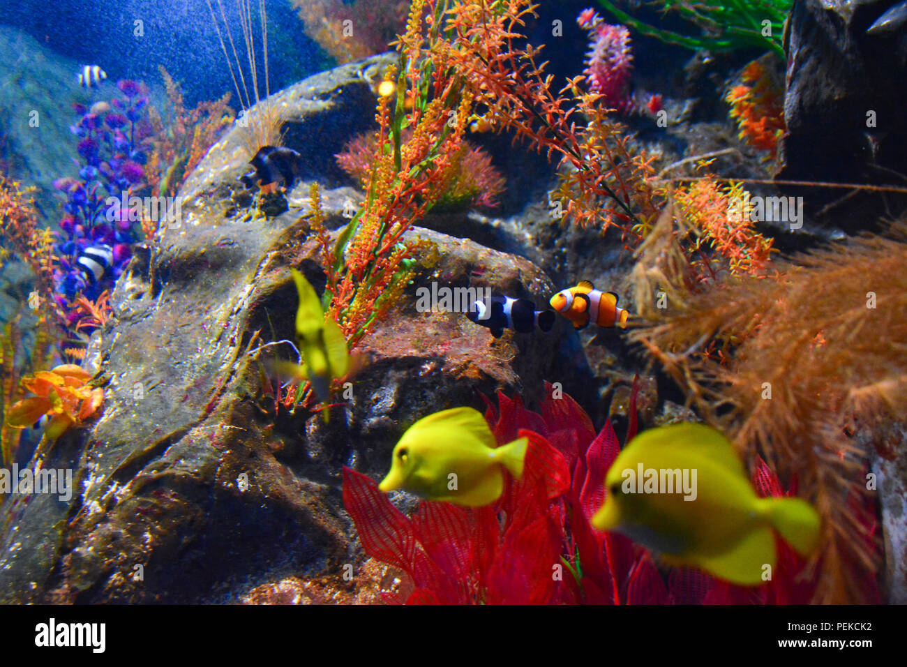 Coral fish underwater view hi-res stock photography and images - Alamy