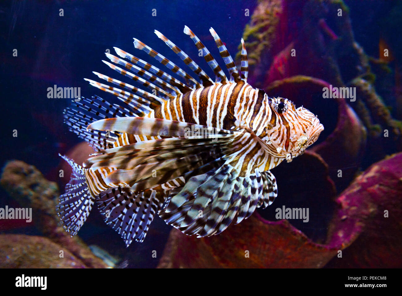 Pterois (lionfish) underwater Stock Photo - Alamy