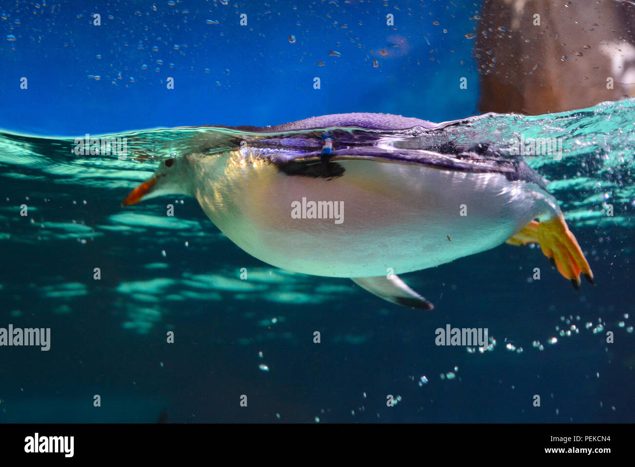 Penguin floats on water Stock Photo - Alamy
