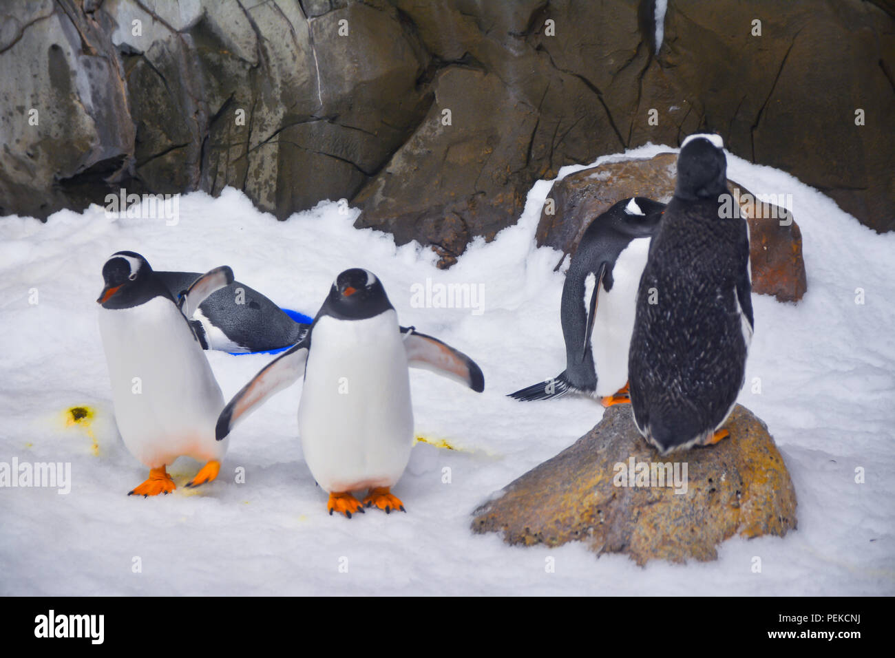 Emperor penguins diving hi-res stock photography and images - Alamy