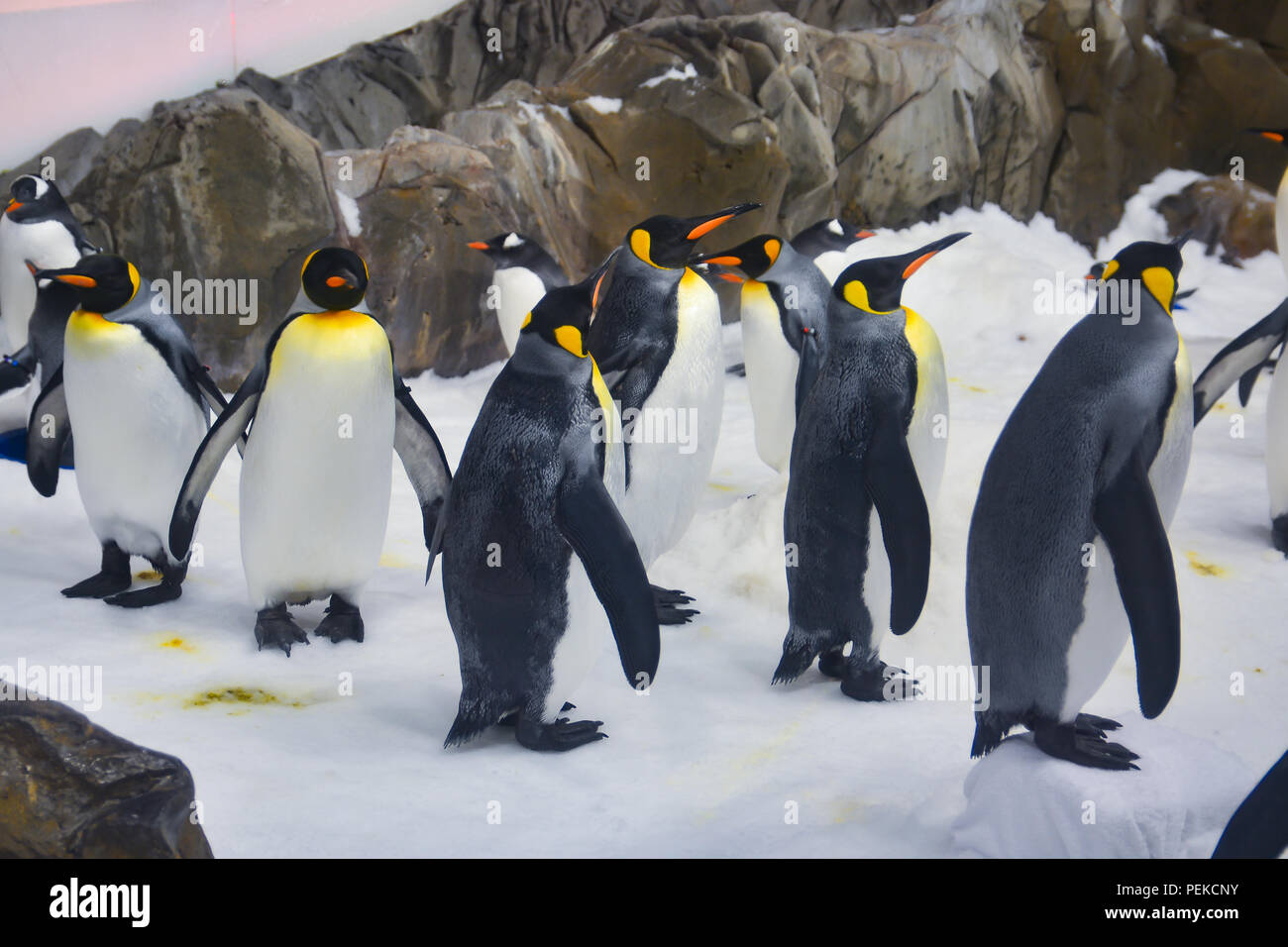 Emperor penguins diving antarctica hi-res stock photography and images ...