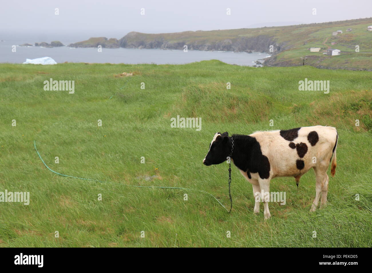 Cow and Iceberg in Grate's Cove, Newfoundland Stock Photo - Alamy