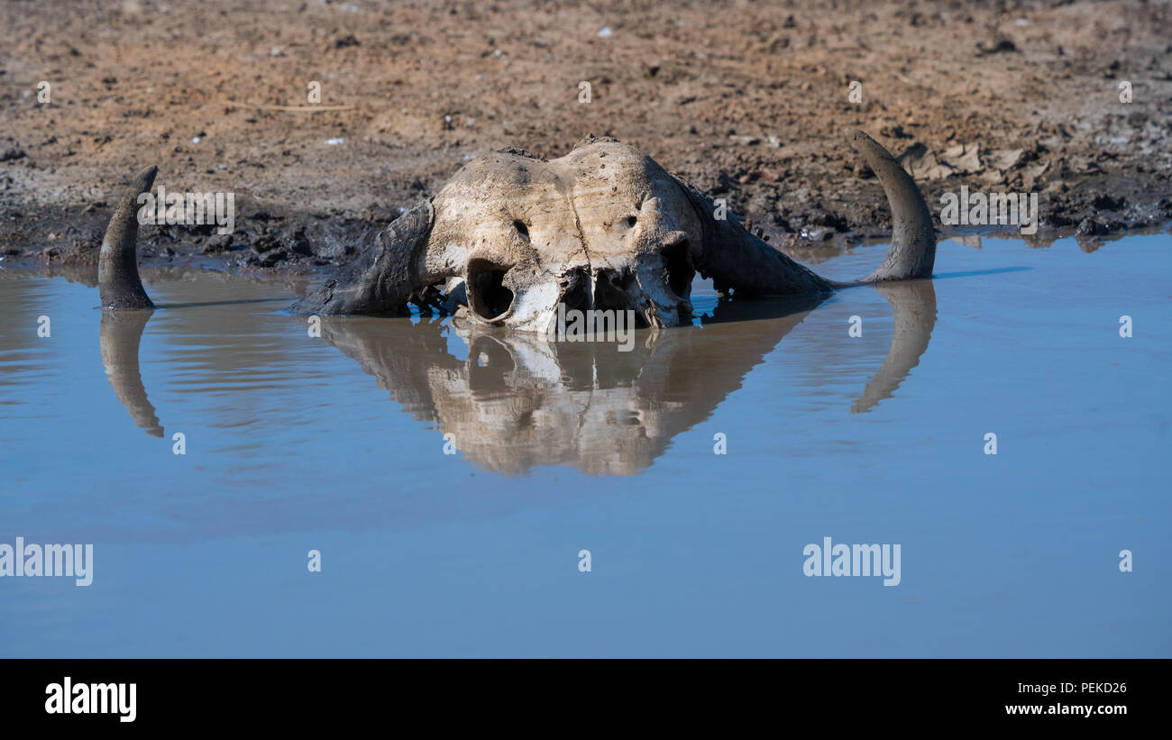 Mopane tree hi-res stock photography and images - Alamy