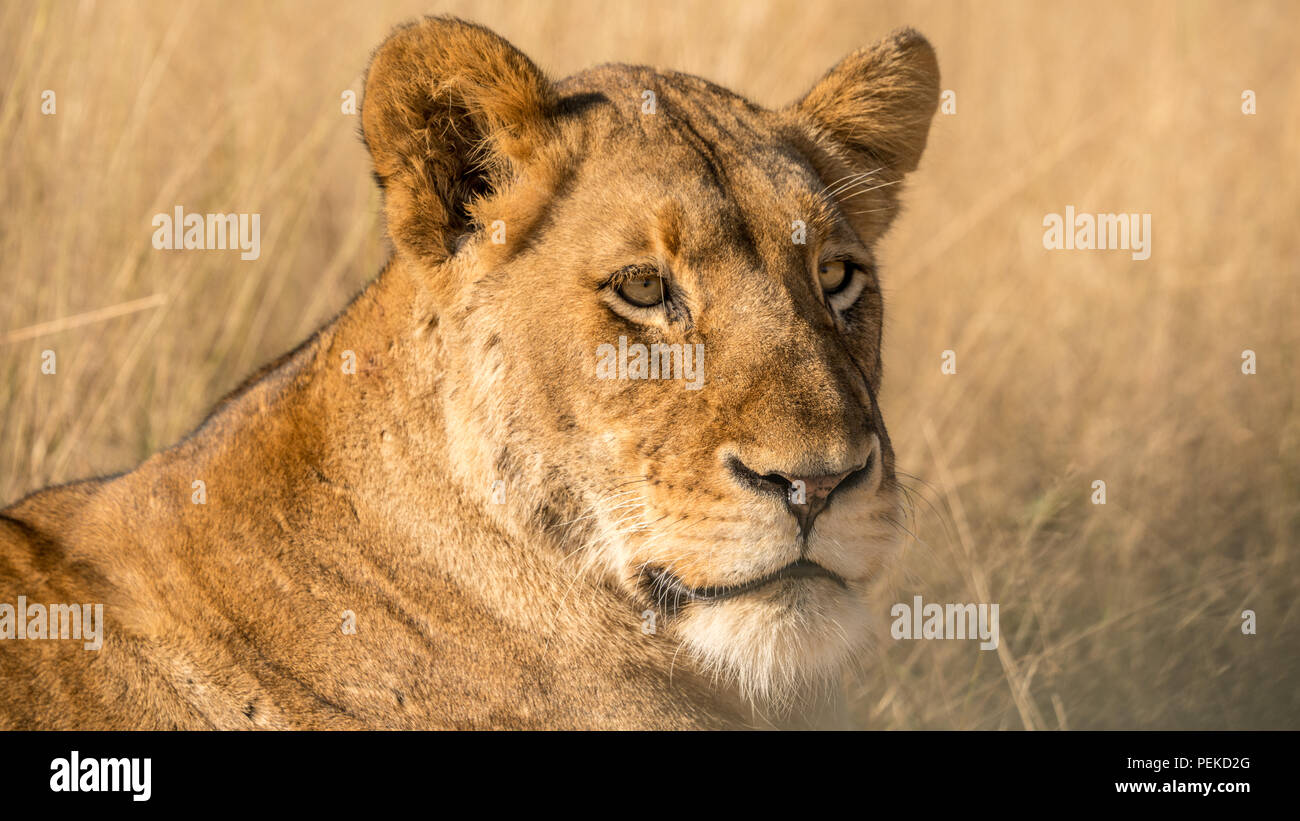 Female lion or lioness in the wild in South Africa in close up Stock ...