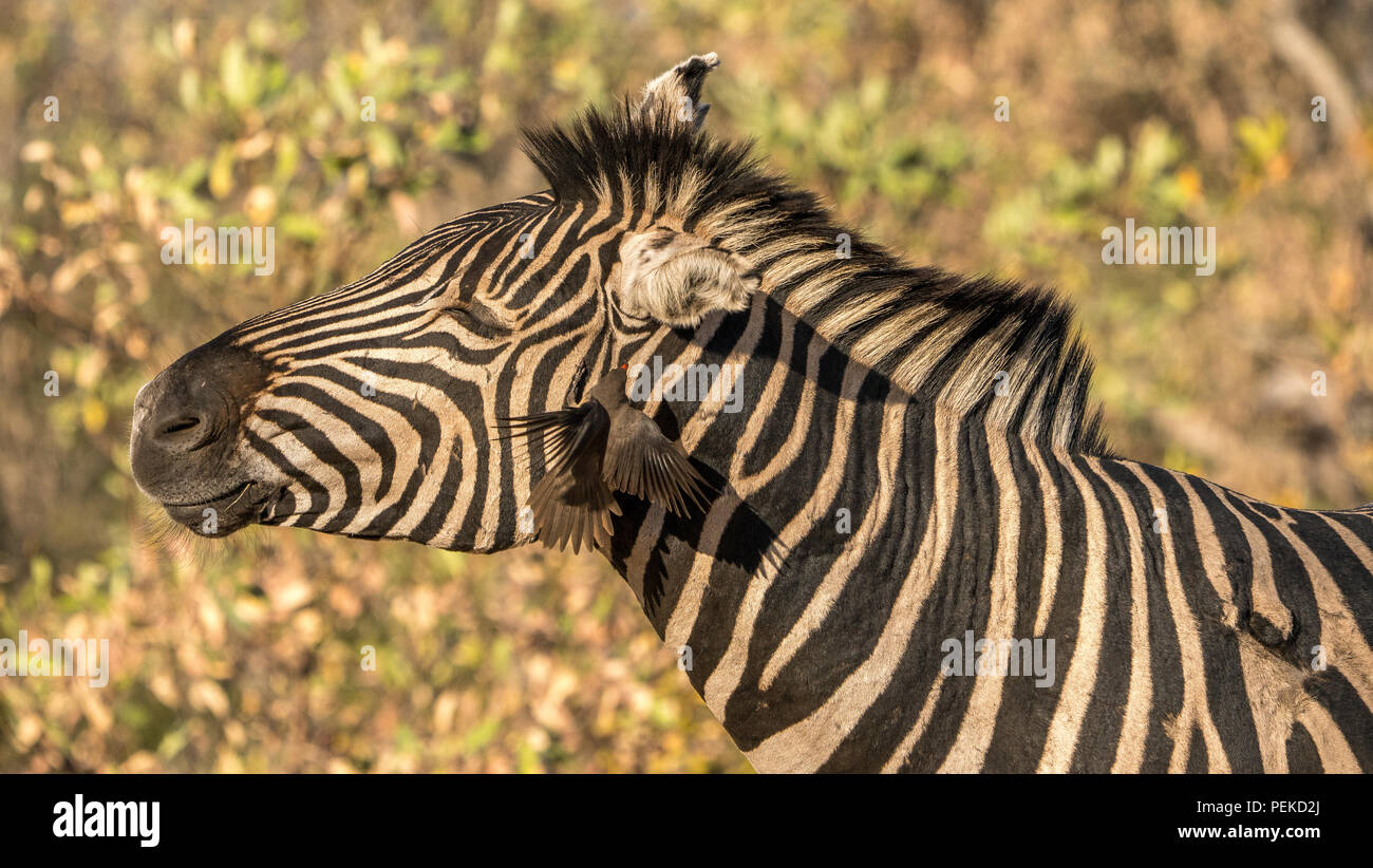 Oxpecker zebra hi-res stock photography and images - Alamy