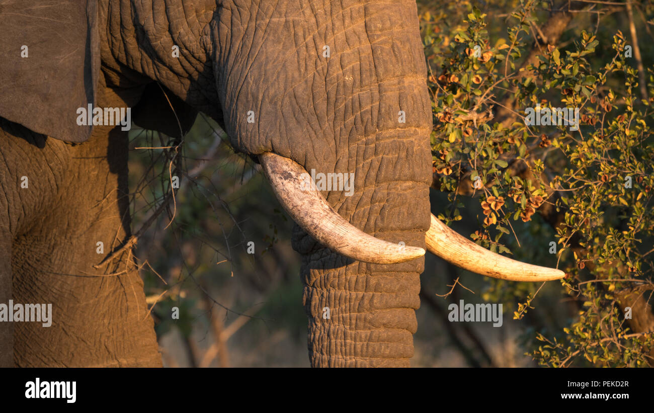 Kruger park hi-res stock photography and images - Alamy