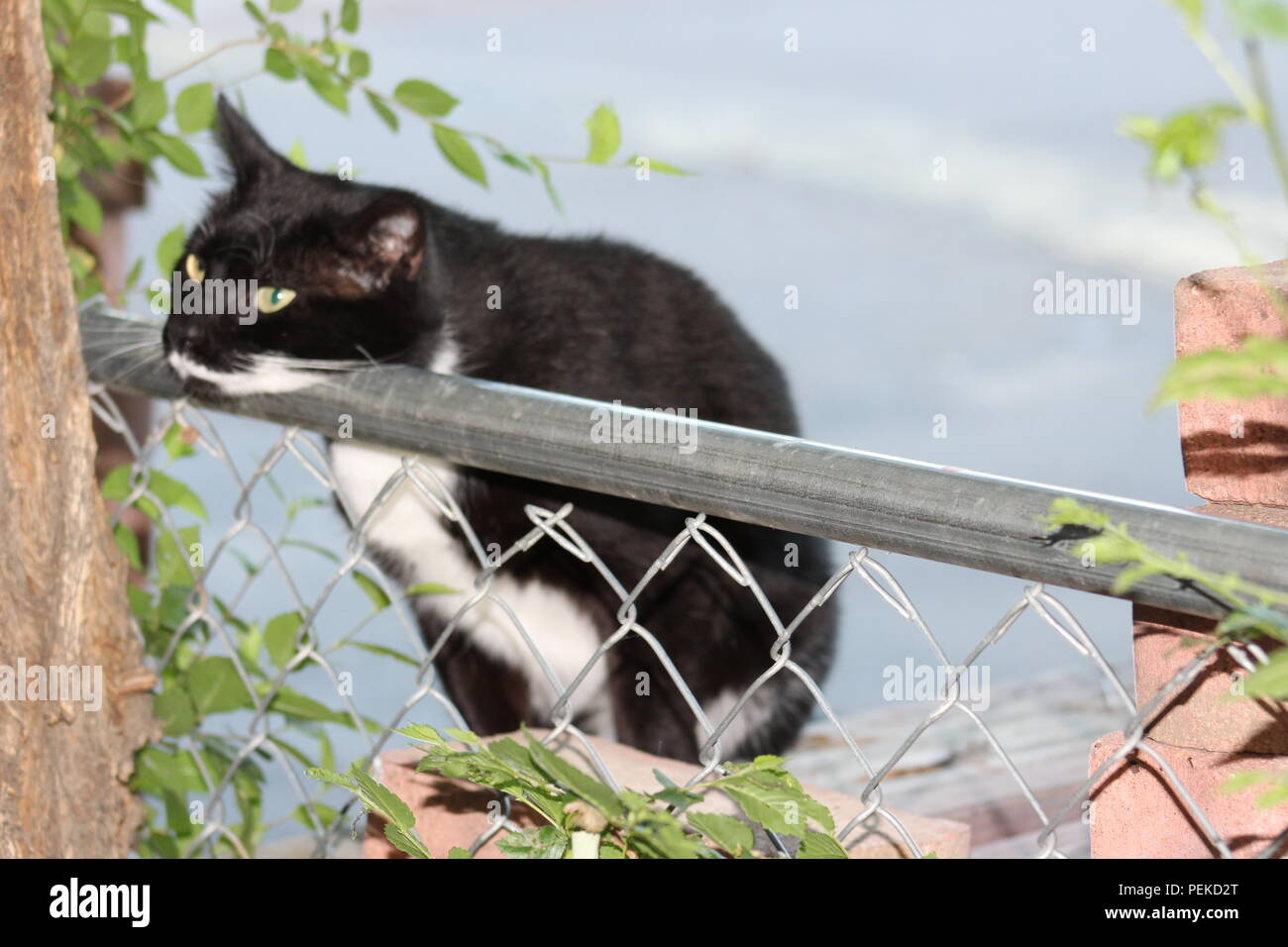 Black and White Short Haired Cat Deciding Whether or Not To Jump The ...