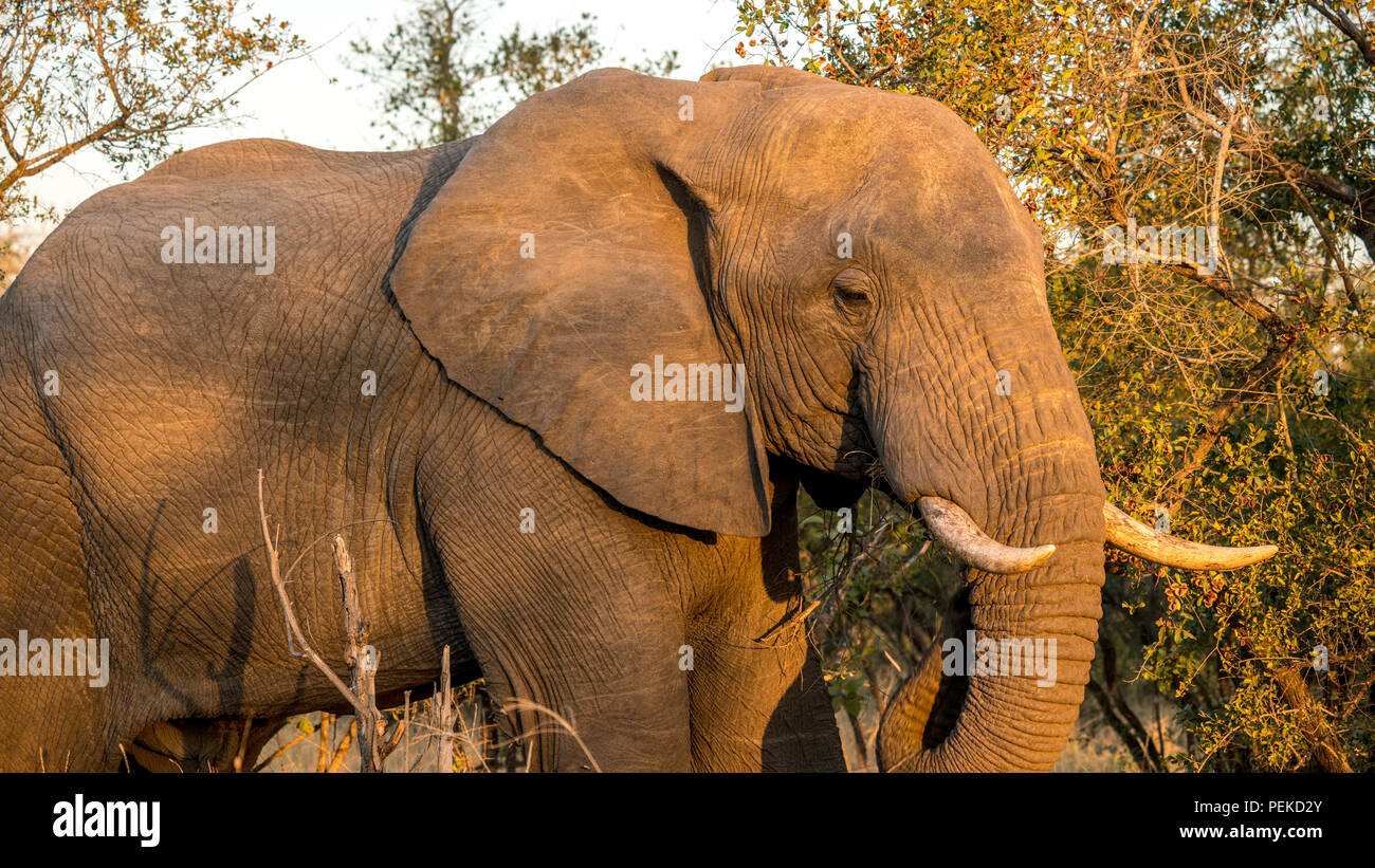Kruger park hi-res stock photography and images - Alamy