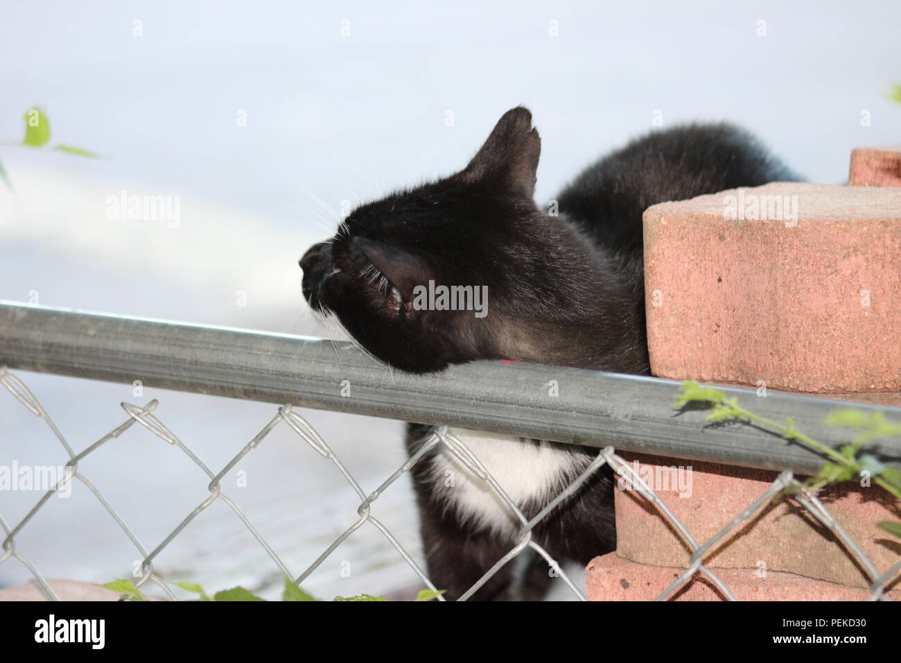 Black and White Short Haired Cat Deciding Whether or Not To Jump The ...
