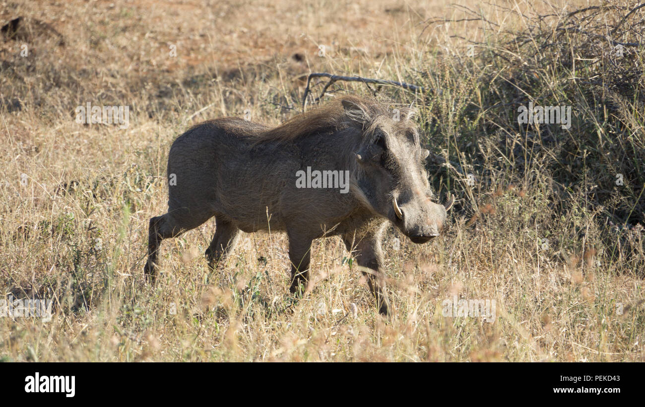 a warthog in the African bush country as seen during a safari Stock ...