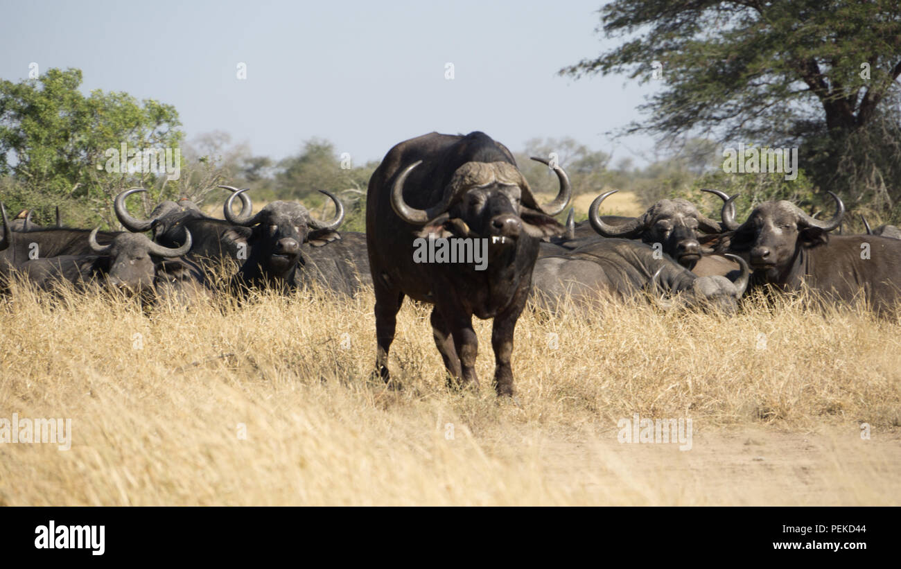 Africa an african buffalo hi-res stock photography and images - Alamy