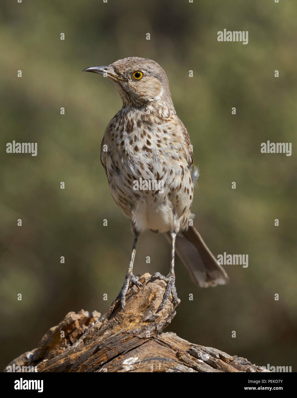 Sage Thrasher (Oreoscoptes montanus). Lake County Oregon Stock Photo ...