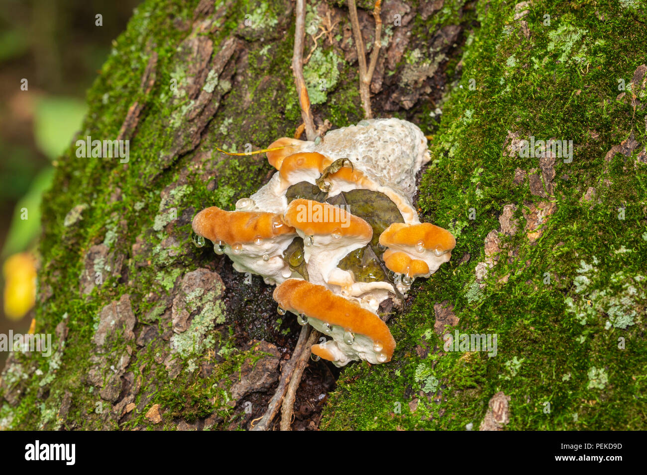 Green Cheese Polypore (Fomitopsis spraguei) near the base of a black ...