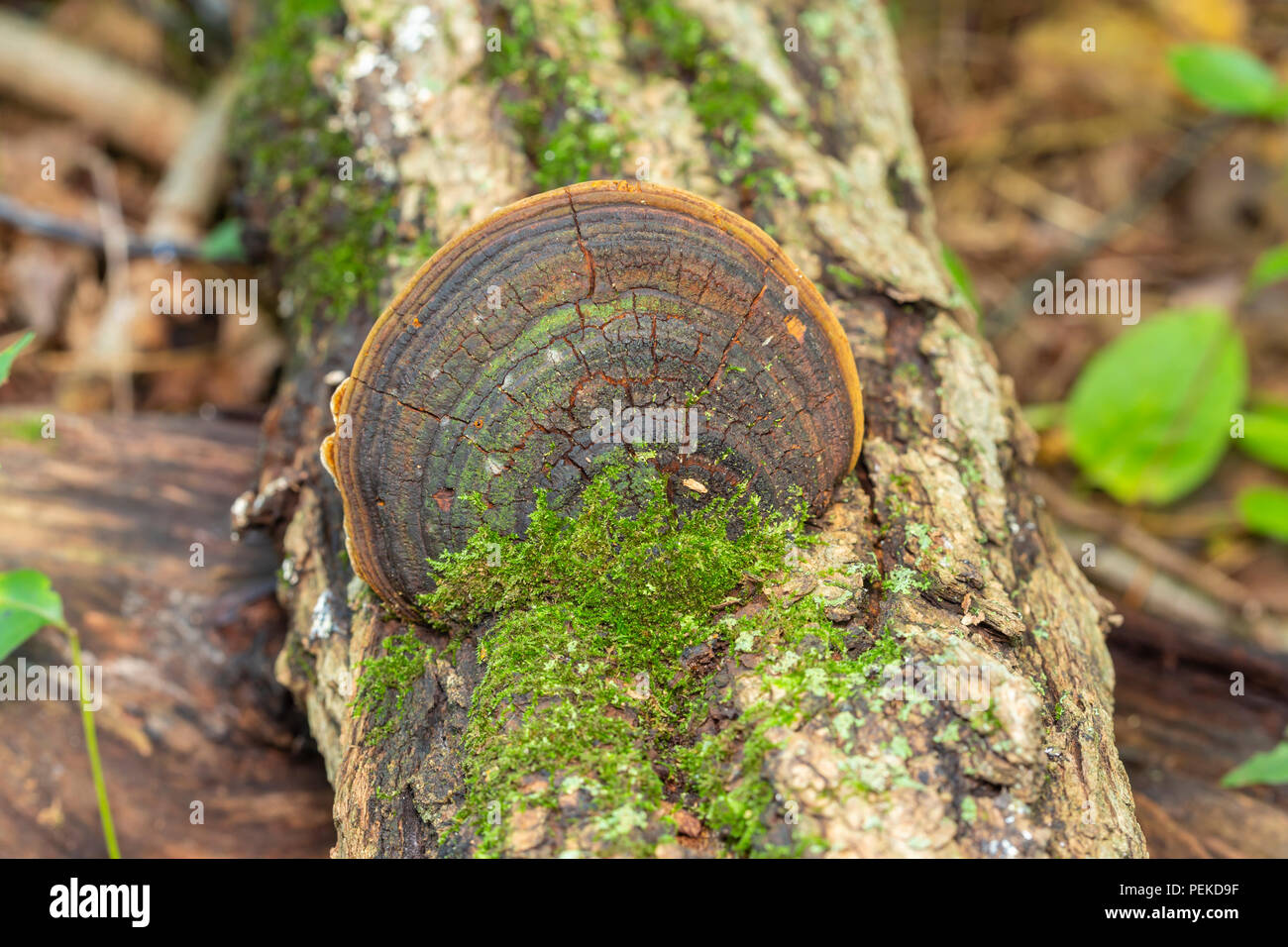 A Cracked Cap Polypore (Phellinus robiniae) fruiting body grows on a ...