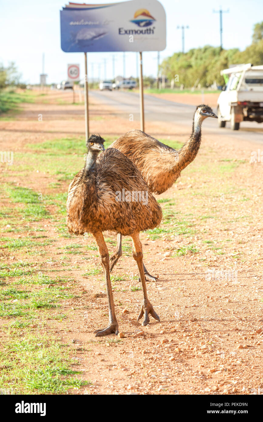 An emu strolls casually by the road at the entrance to Exmouth, Western ...