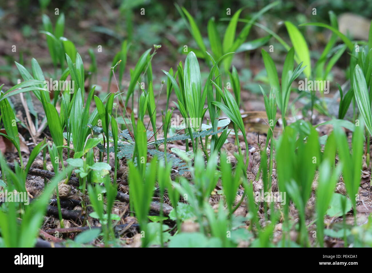 Saplings and leaves hi-res stock photography and images - Alamy