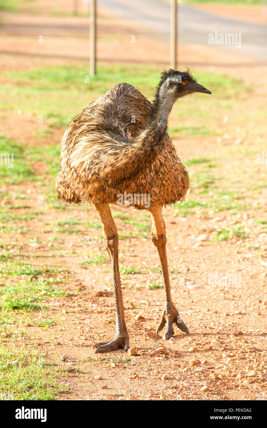 Common emus hi-res stock photography and images - Alamy