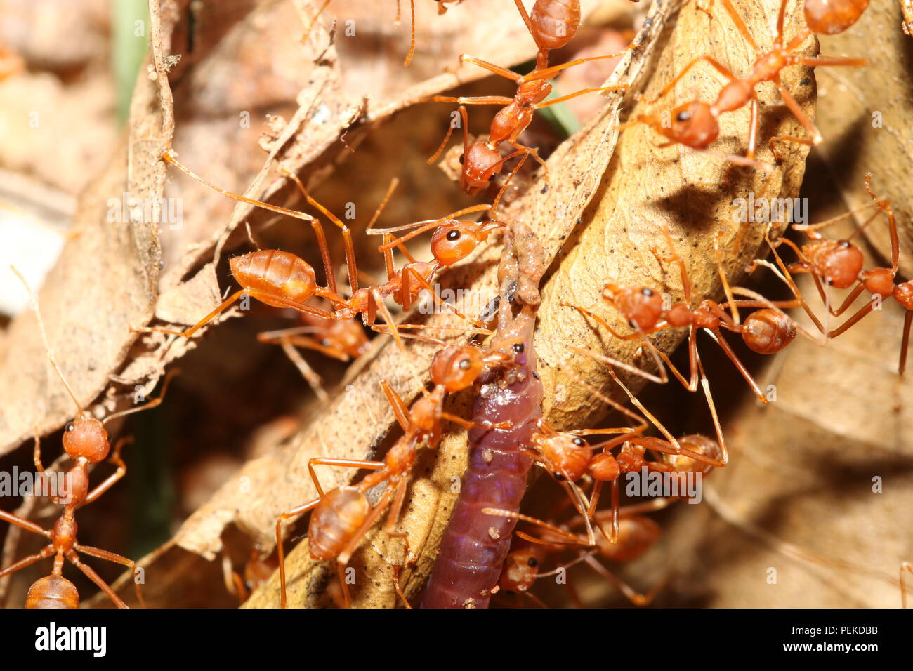 Close up weaver ants oecophylla hi-res stock photography and images - Alamy
