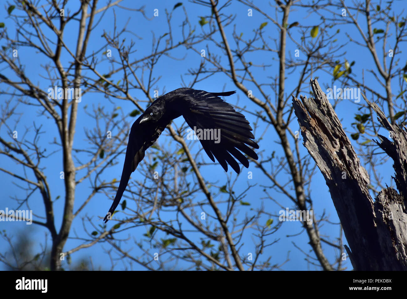 Flying Off Tree High Resolution Stock Photography and Images - Alamy