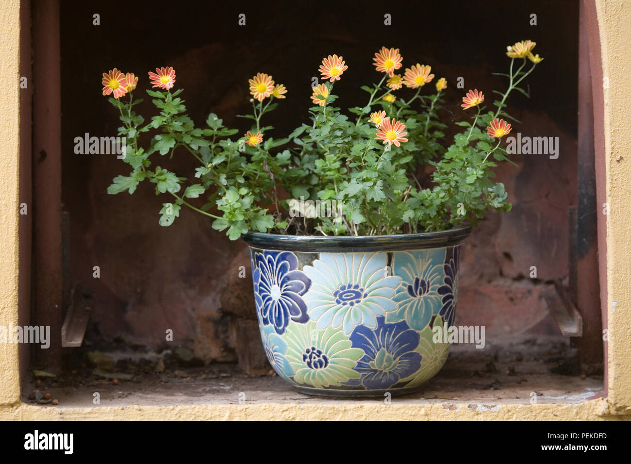 Flowers in pot Stock Photo - Alamy