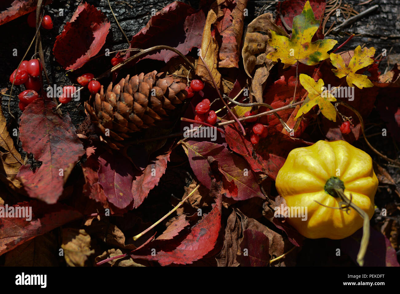 all the beauty of autumn Stock Photo - Alamy