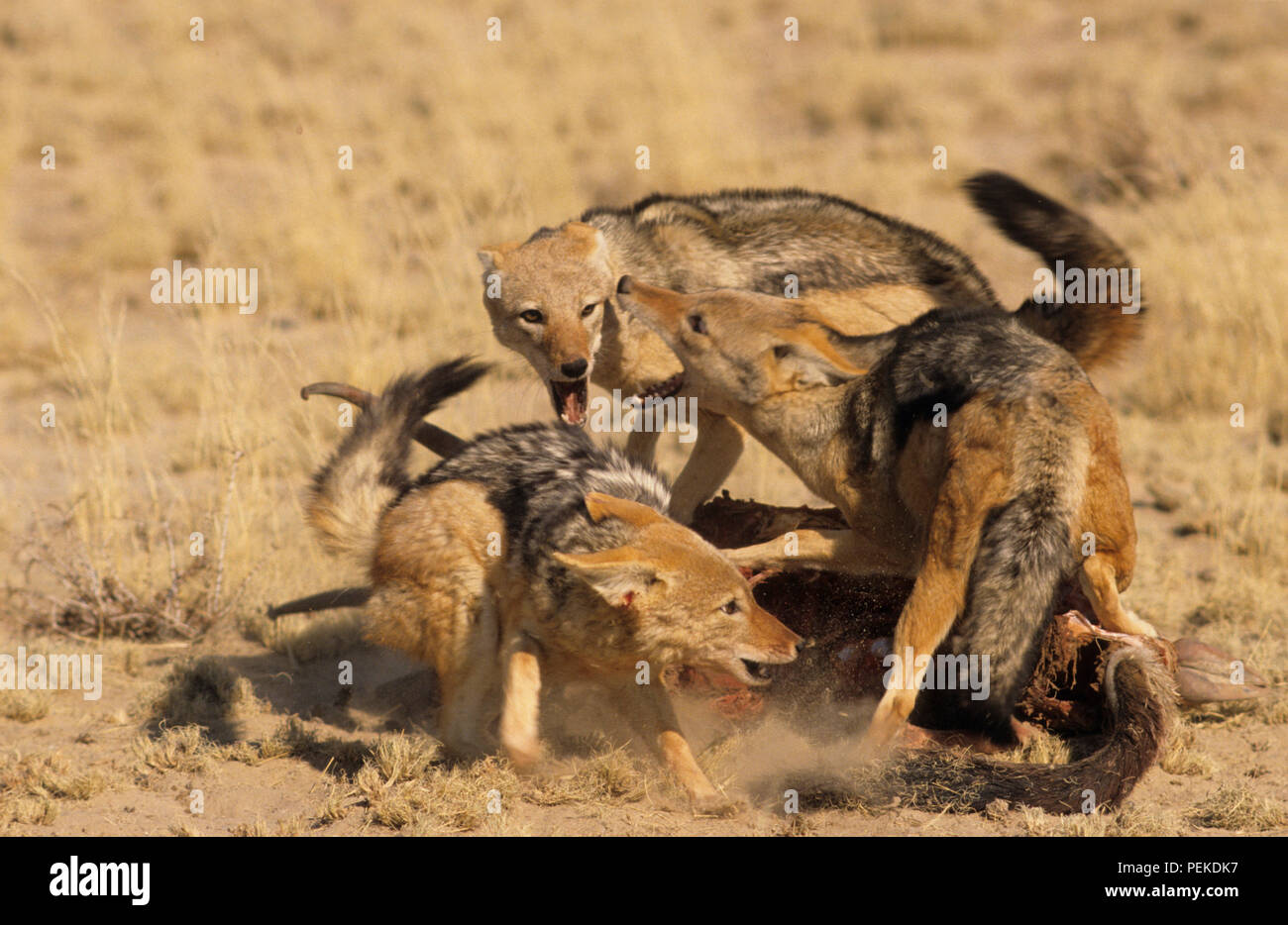 Jackal fighting at carcas hi-res stock photography and images - Alamy