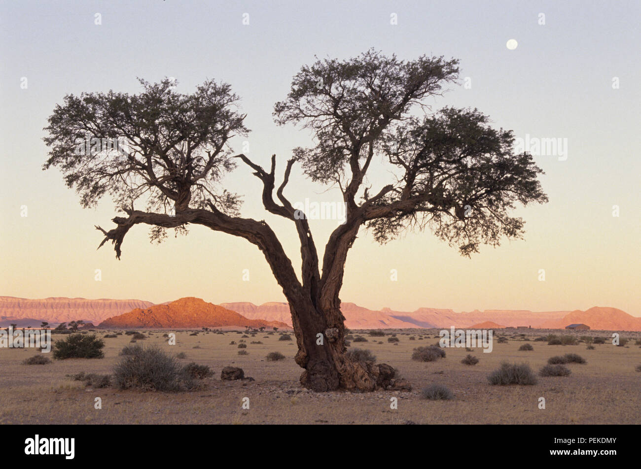 Camel Thorn Tree in desert Stock Photo - Alamy