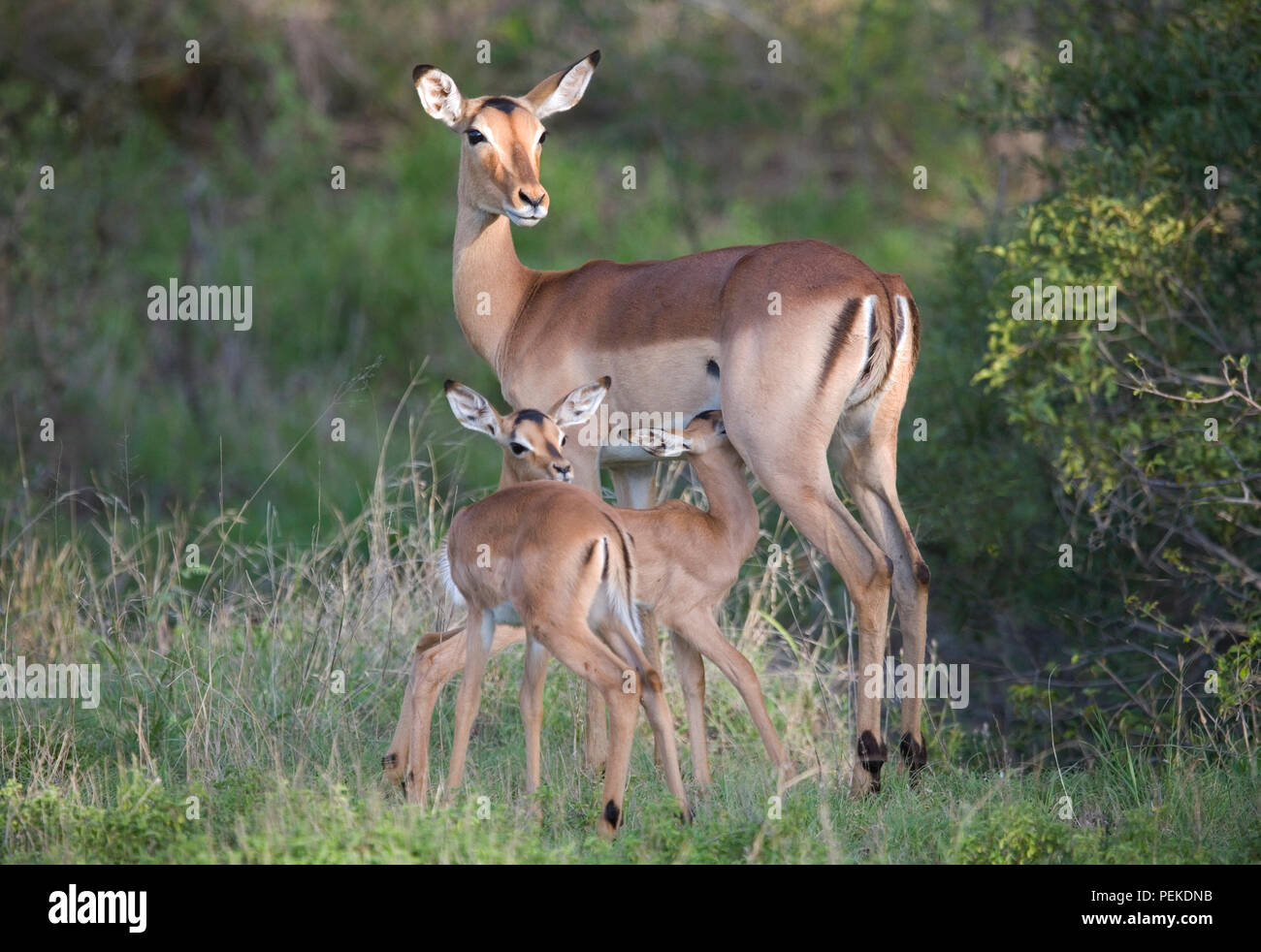 Impala aepyceros melampus mpumalanga hi-res stock photography and ...