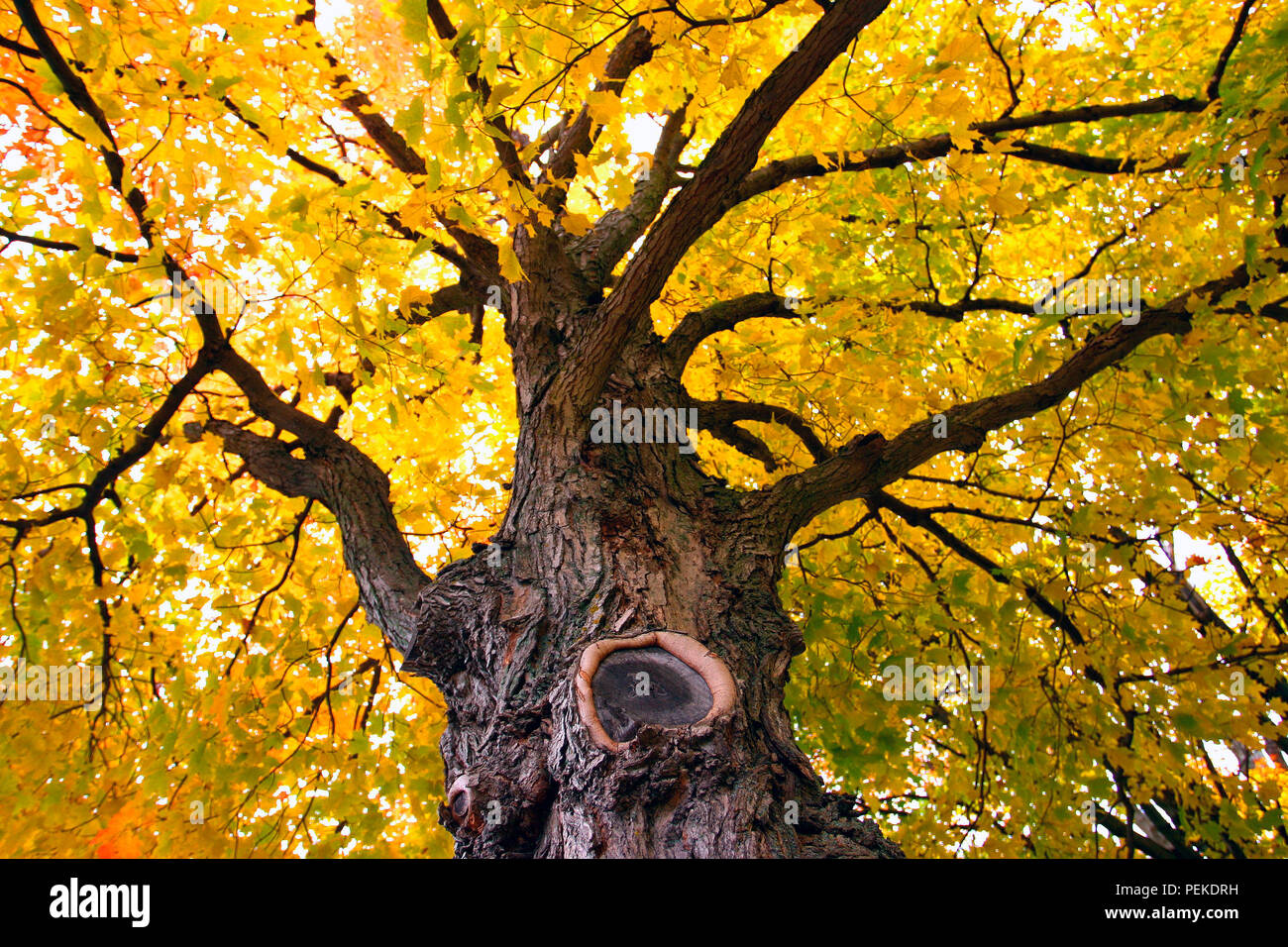Maple Tree in autumn colours Stock Photo - Alamy