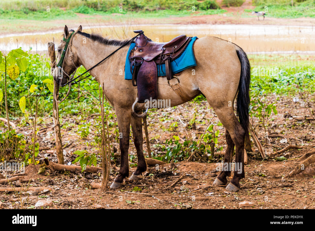 Cuban environment hi-res stock photography and images - Alamy