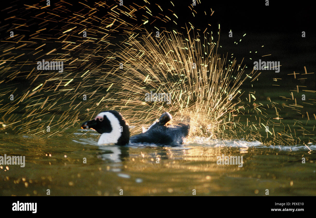 Rising sun rays hi-res stock photography and images - Alamy