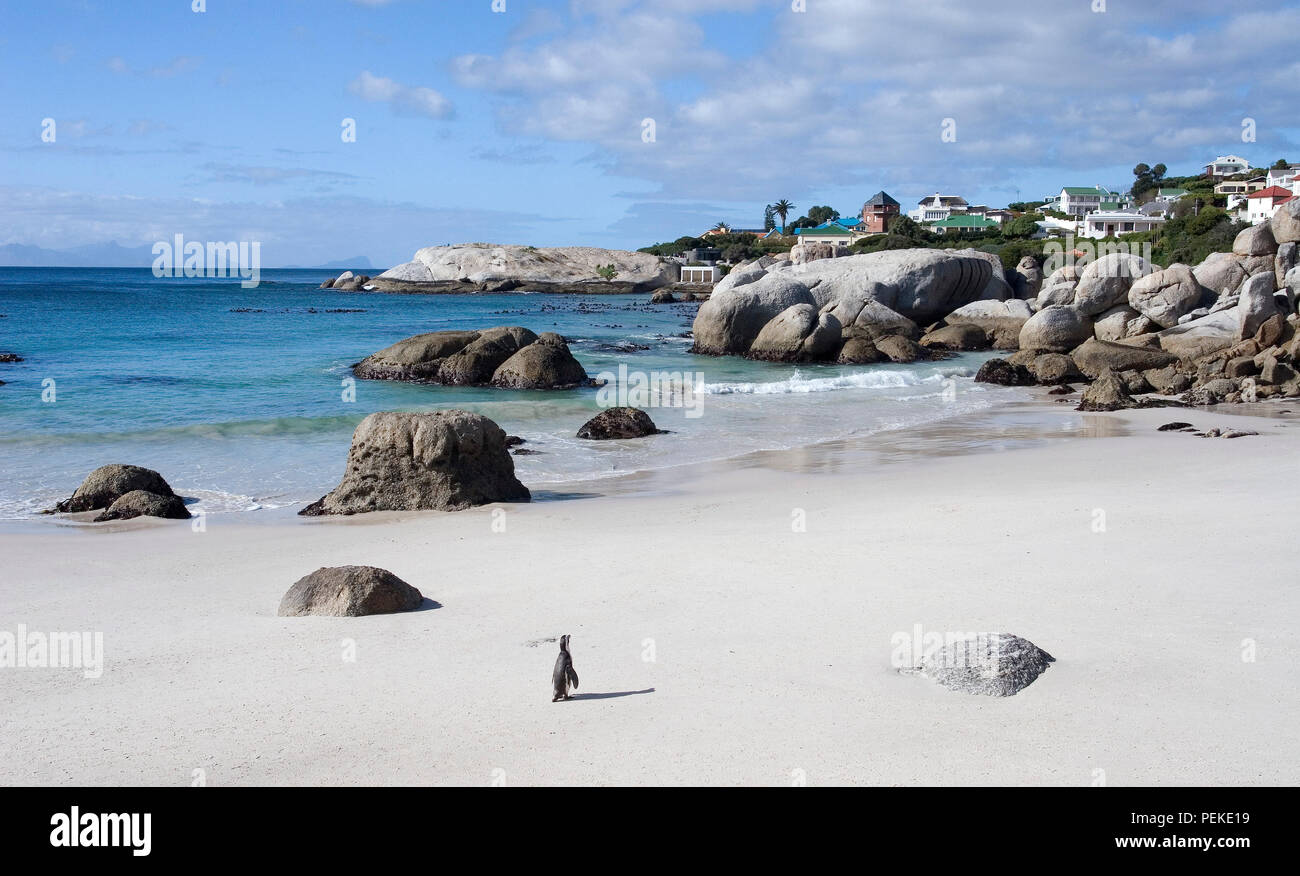 Bolder beach south africa hi-res stock photography and images - Alamy