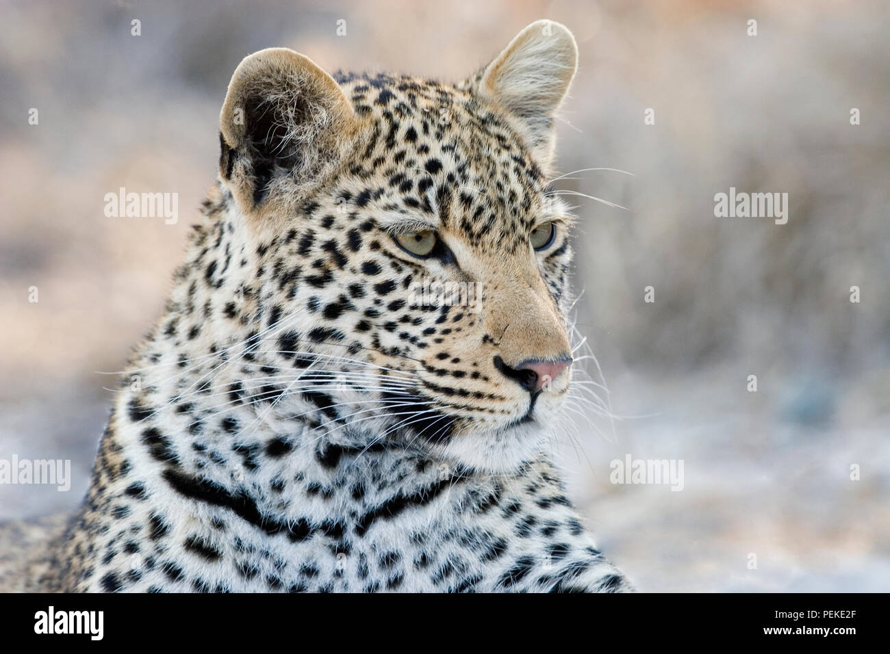 Portrait of a Leopard Stock Photo - Alamy