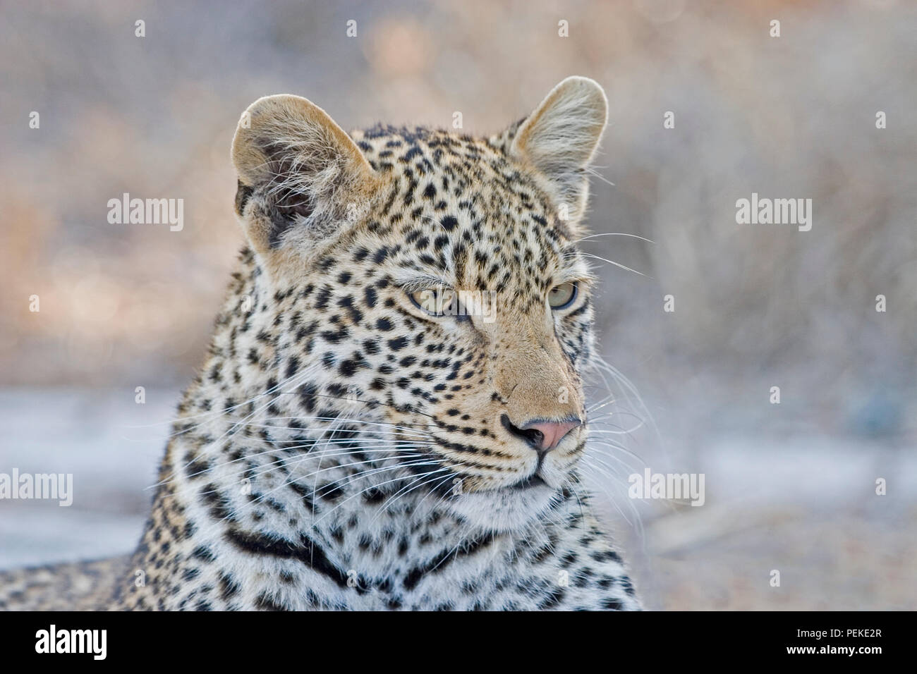 Portrait of an alert Leopard Stock Photo - Alamy