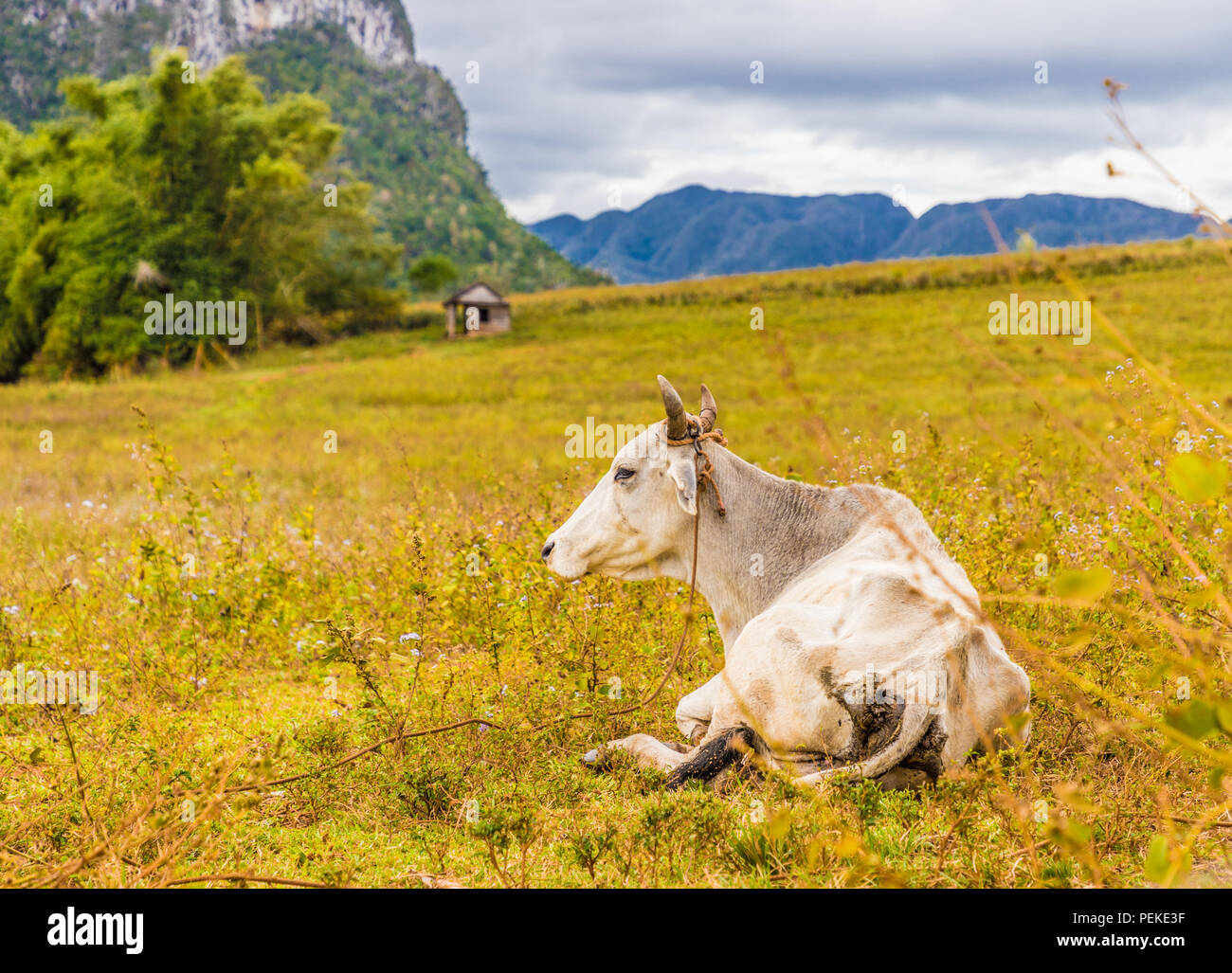 Cuban cattle hi-res stock photography and images - Alamy