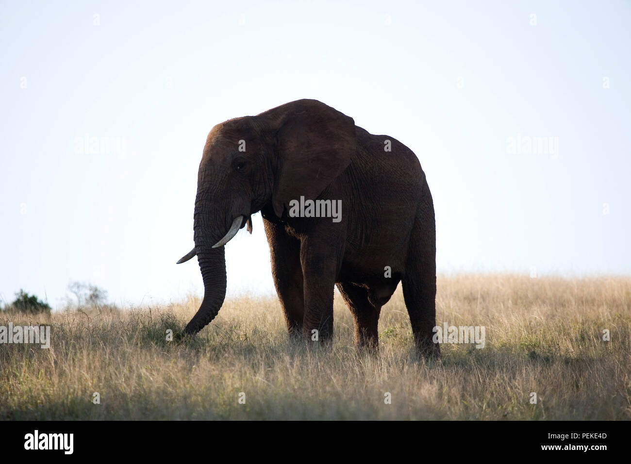 Silhouette of an old elephant bull Stock Photo - Alamy